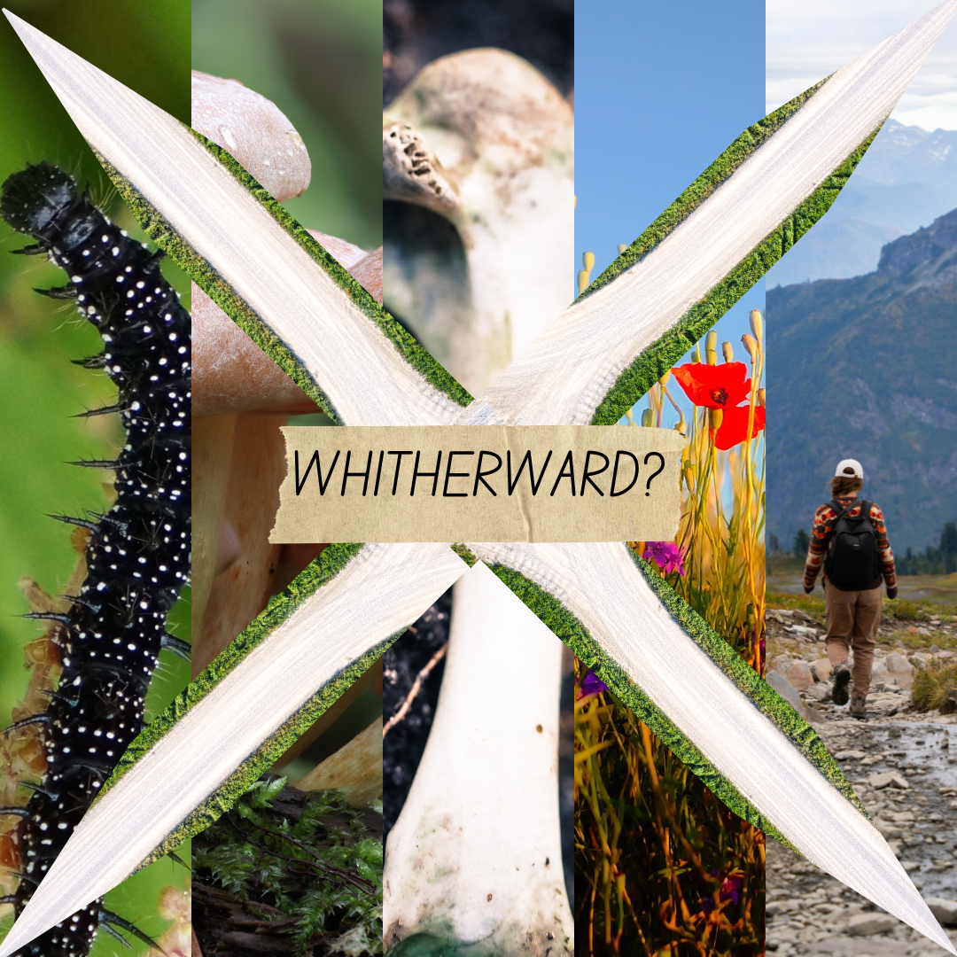 ACCEPTANCE: ‘Whitherward?’